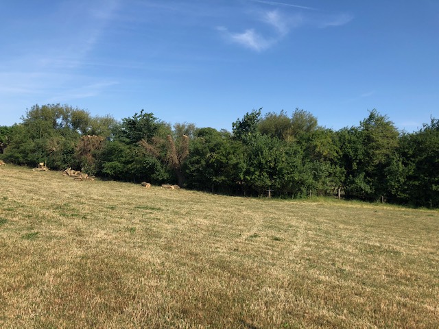 Gallery – Oxford Oak Tree Surgery – Thame Tree Surgeon covering ...